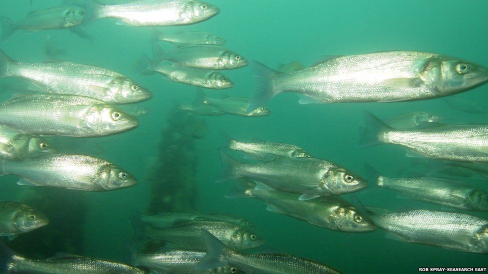 Divers find a chalk reef off the coast of Norfolk - BBC Newsround