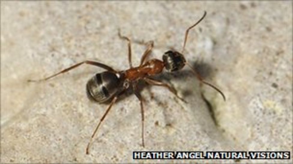 Surrey ecologists battle to save rare red-barbed ant - BBC News