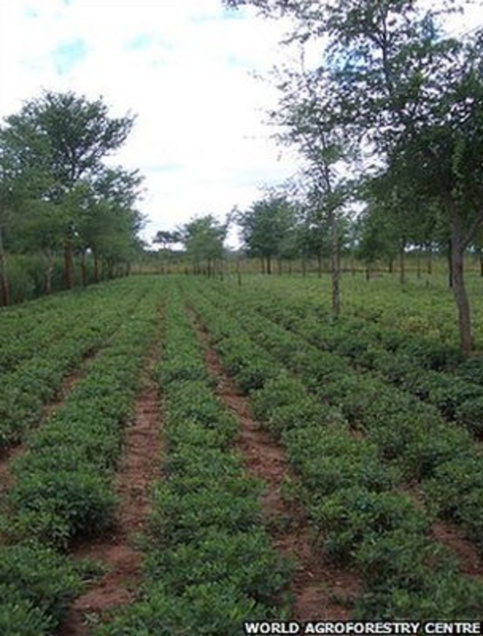 Trees 'boost African crop yields and food security' - BBC News