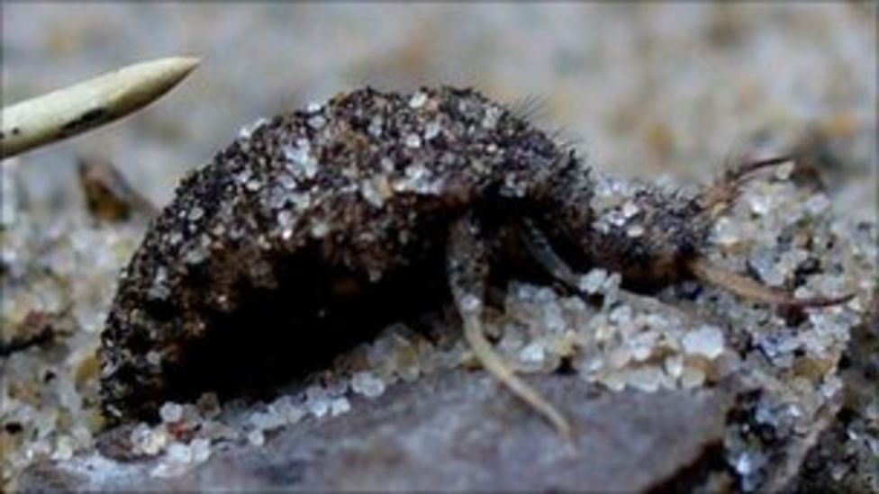 Antlion larvae colony thriving at Norfolk reserve - BBC News