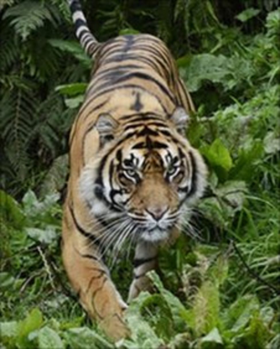 Tyger! Tyger! - BBC News