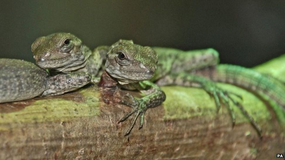Rare iguanas born at Bristol Zoo - BBC Newsround