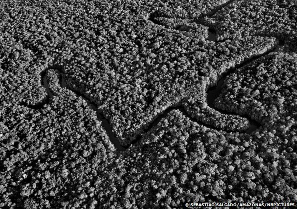 Sebastiao Salgado's Genesis project - BBC News