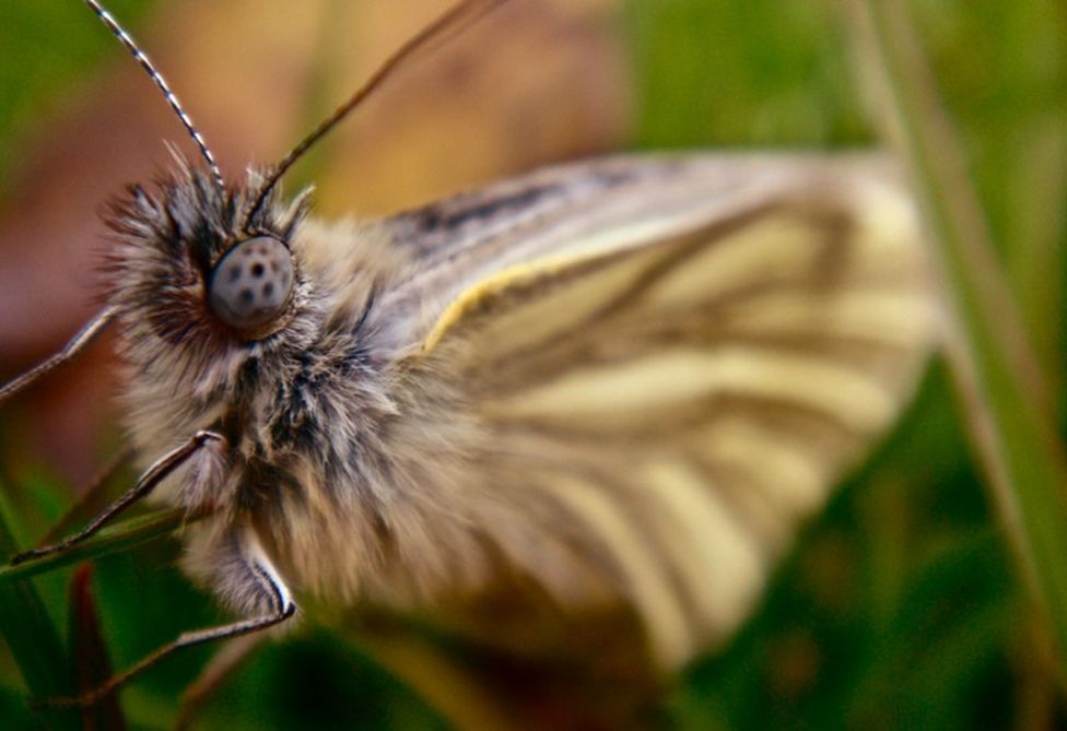 Your pictures: Fluffy - BBC News