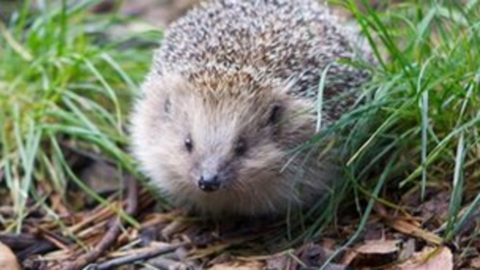 Brian May garden sanctuary for attacked hedgehog - BBC News