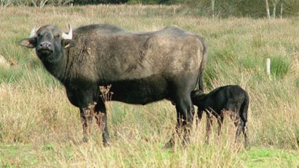 Teifi Marsh Nature Reserve baby buffalo arrives early - BBC News
