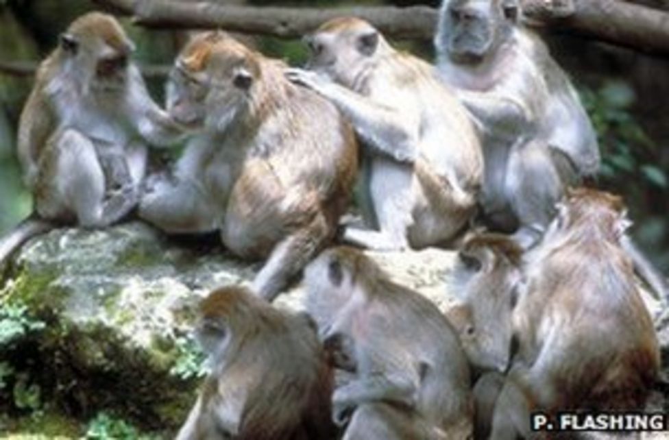 Primates leapt to social living - BBC News