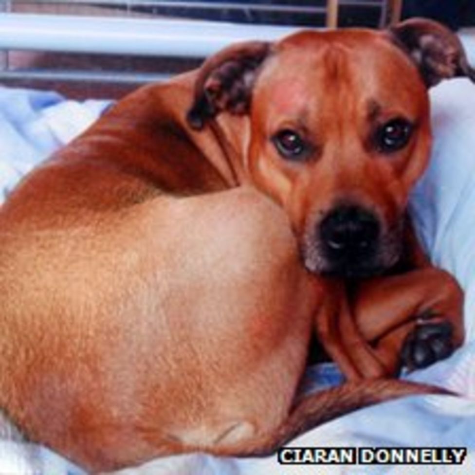 Dog to be put down for attacking cat - BBC News