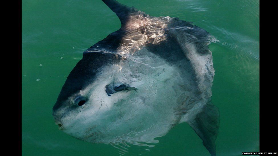In pictures: Marine photography captures coastal life - BBC News