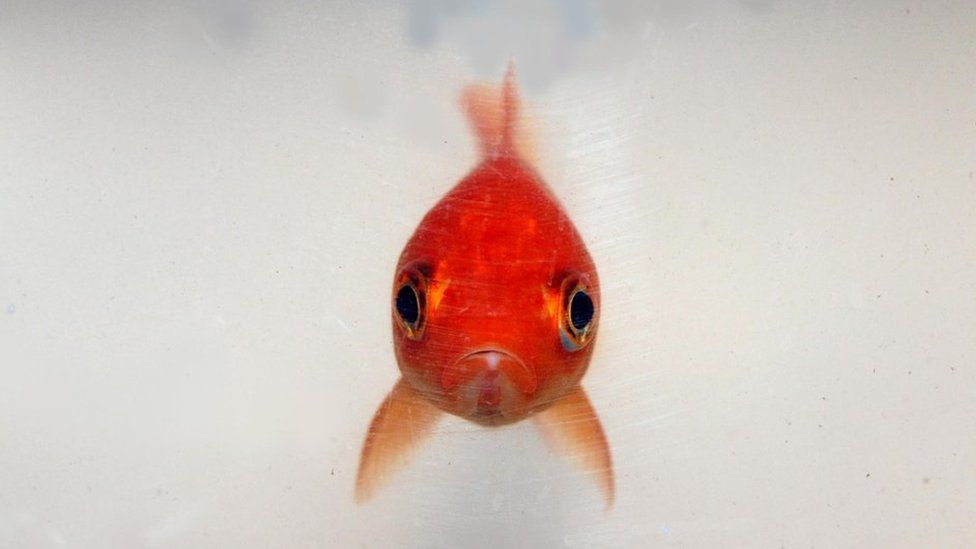 Pictures: RSPCA Young Photographer of the Year 2011 - BBC Newsround