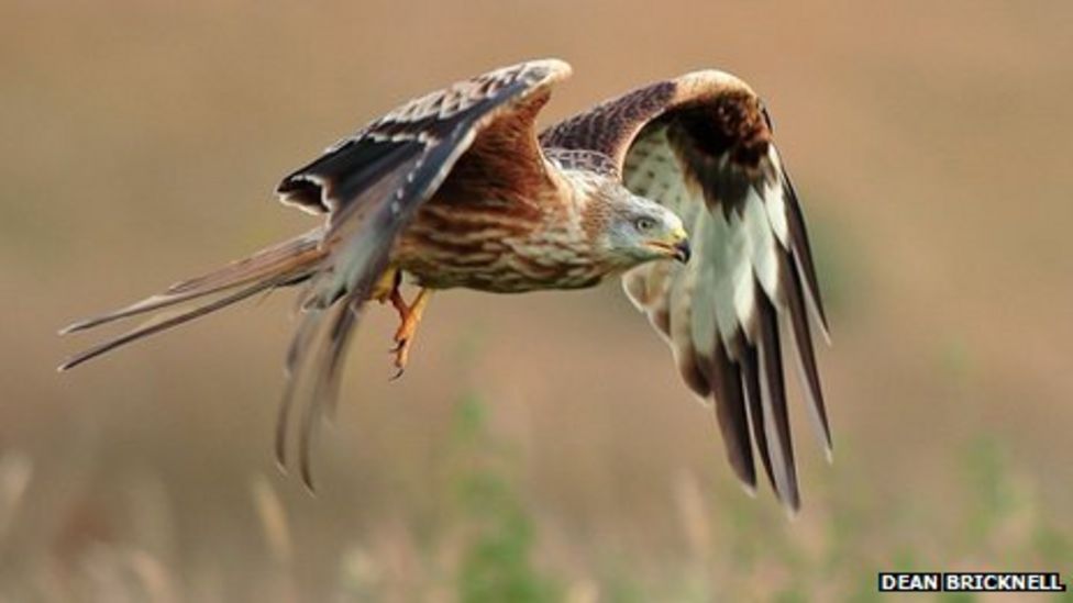 Red kite increase weathers storm in Scotland - BBC News