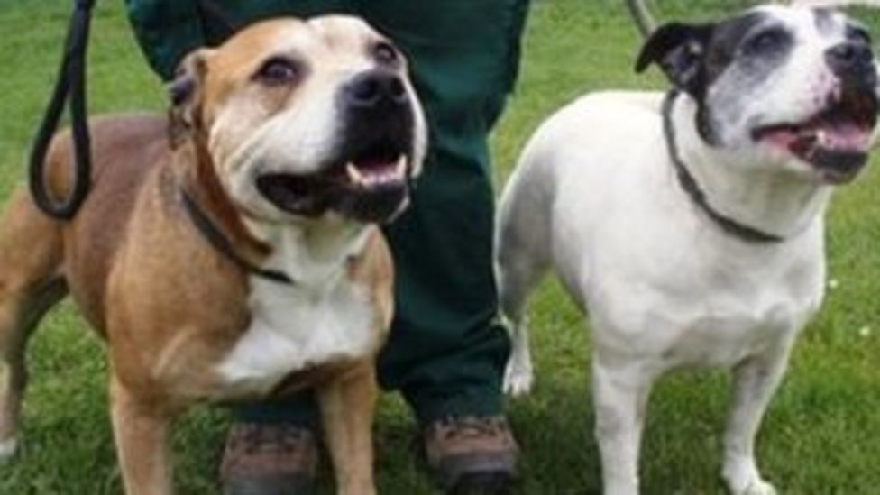 Jerry Green Dog Rescue closes two shelters - BBC News