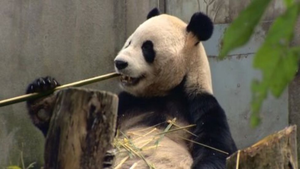 Pandas under pressure - BBC News