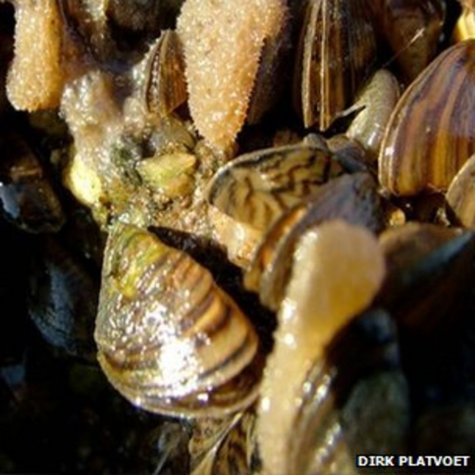 Zebra mussel and 'killer shrimp' threat to Isle of Man - BBC News