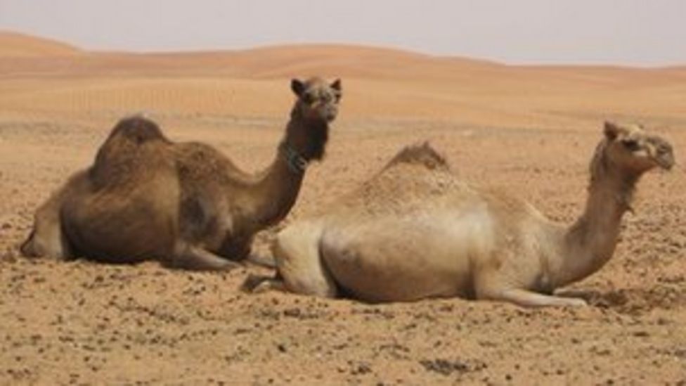 Camel milking parlour developed by Shropshire firm - BBC News