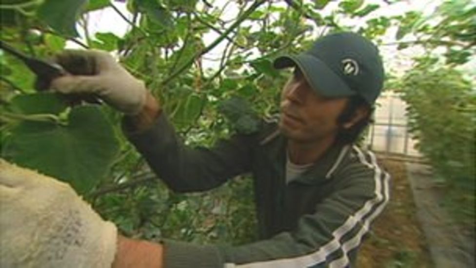 Japan's youth turn to rural areas seeking a slower life - BBC News