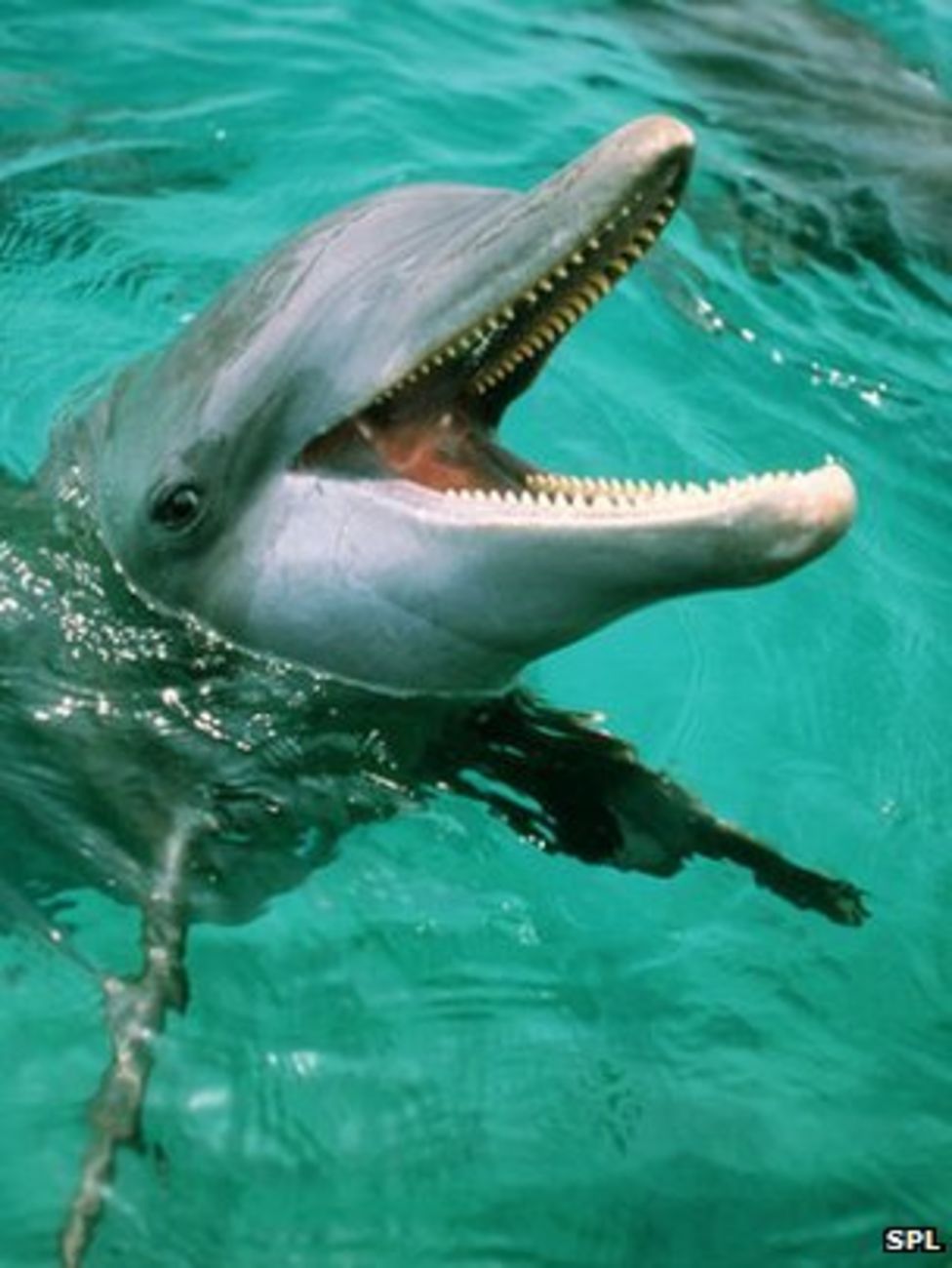 Scientists tickle animals to find laughter clues - BBC News