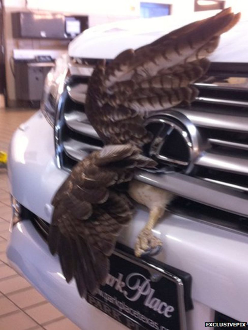 Pictures: Amazing rescue of hawk trapped in car grille - BBC Newsround