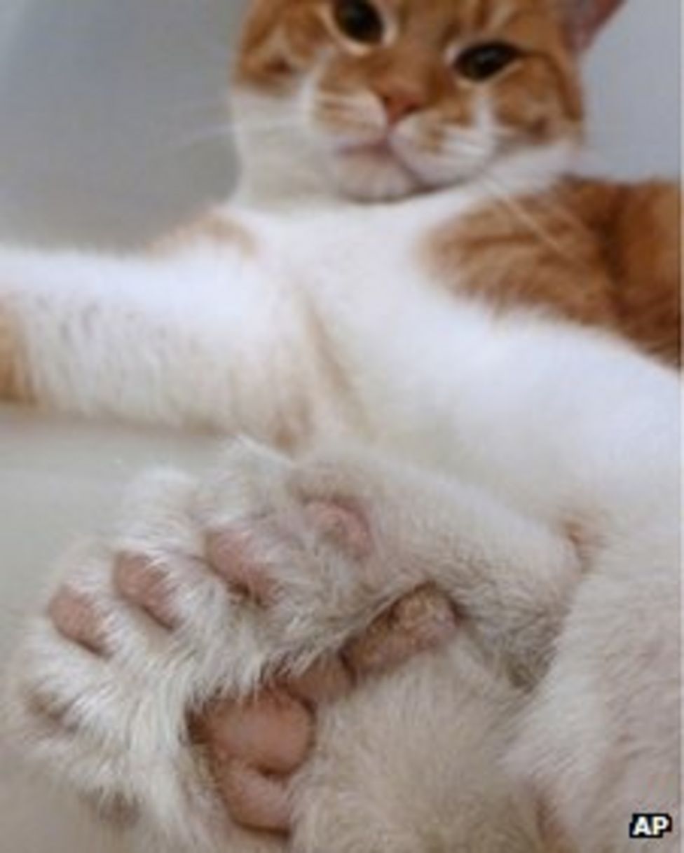 Polydactyl cat rescues US animal shelter - BBC News