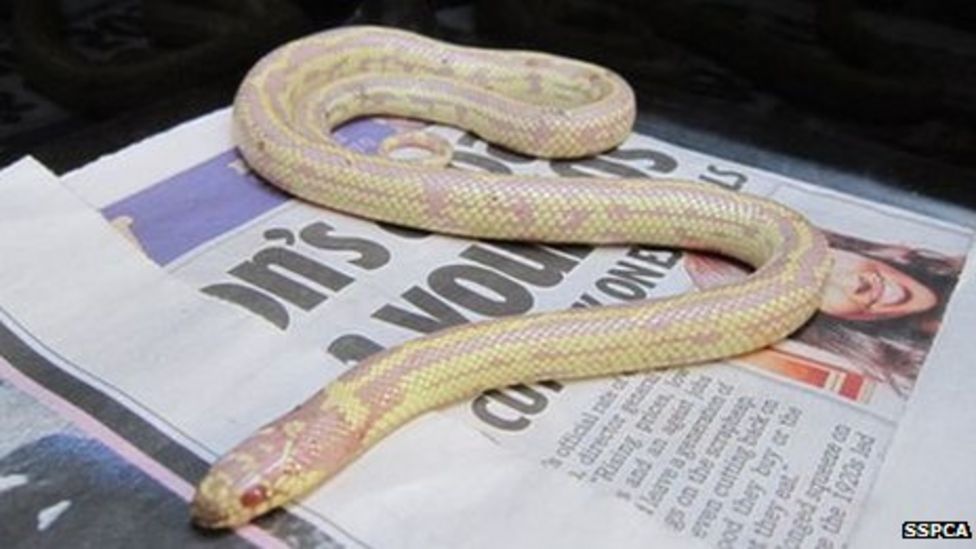'Tinsel' the snake found outside a Lidl store in Fife - BBC News