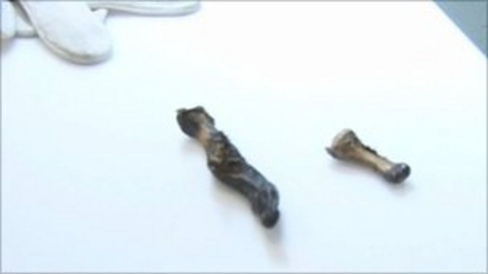 Yeti finger mystery solved by Edinburgh scientists - BBC News