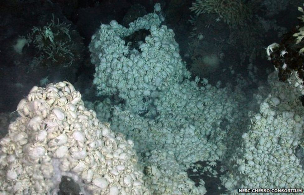 'Hoff' yeti crab hitched ride on ocean super-highway - BBC News