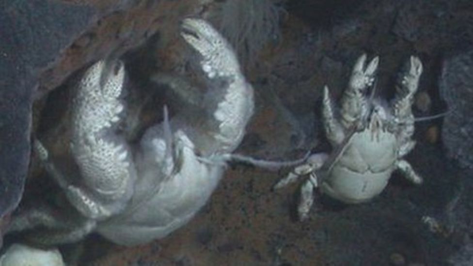 'Hoff' yeti crab hitched ride on ocean super-highway - BBC News