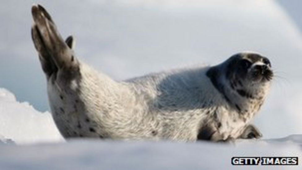 Climate changing outlook for harp seals - BBC News