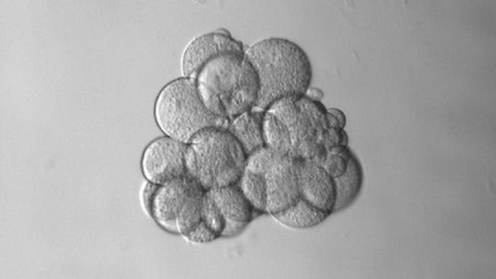 First 'mixed embryo' monkeys born - BBC News