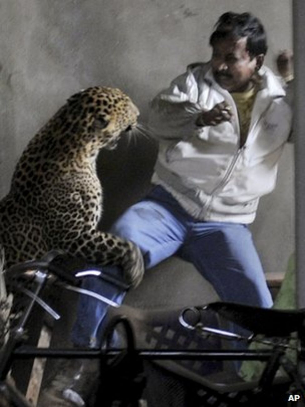 Leopard in deadly attack in Indian city of Guwahati - BBC News