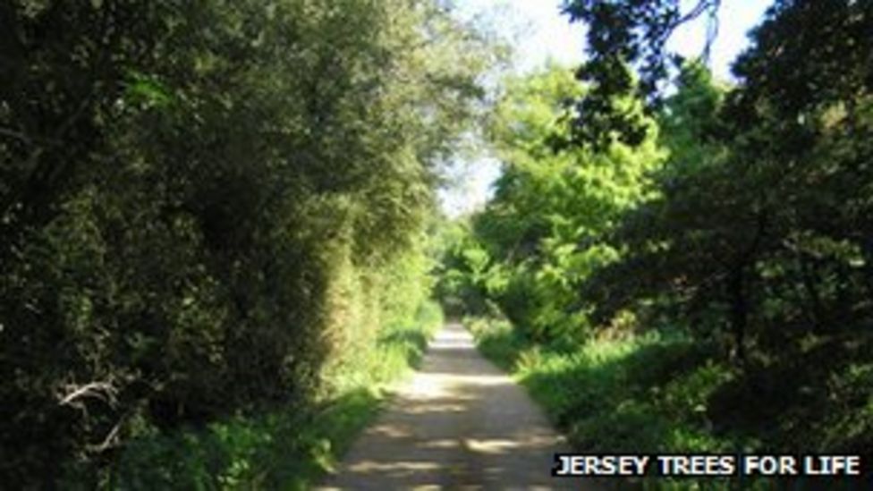 Plan to restore Jersey's Forgotten Forest - BBC News