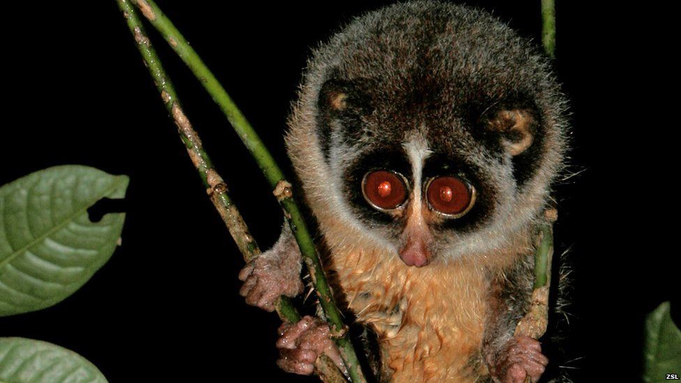 Pictures: World's weirdest, most endangered creatures - BBC Newsround