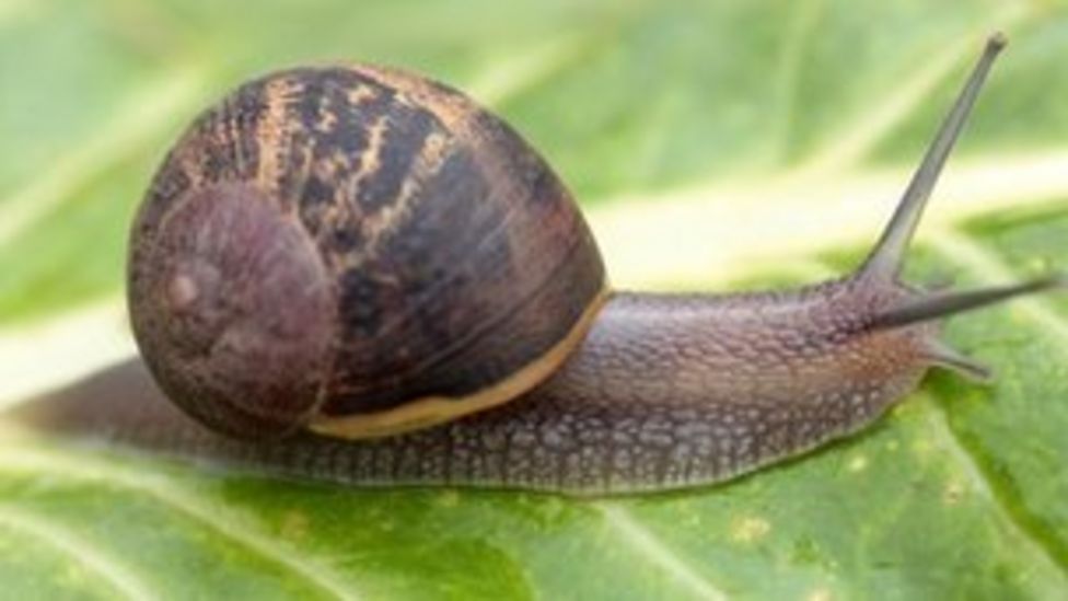 Snails, skins and the 'weird world' of old Welsh medicine - BBC News