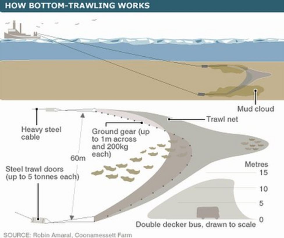 Shortages: Fish on the slide - BBC News
