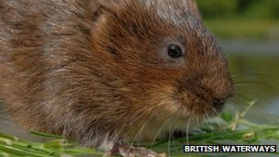 Water voles found high on a hillside in Wester Ross - BBC News