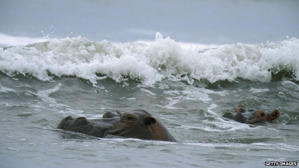 Gabon: Surfing hippos, lacking tourists - BBC News