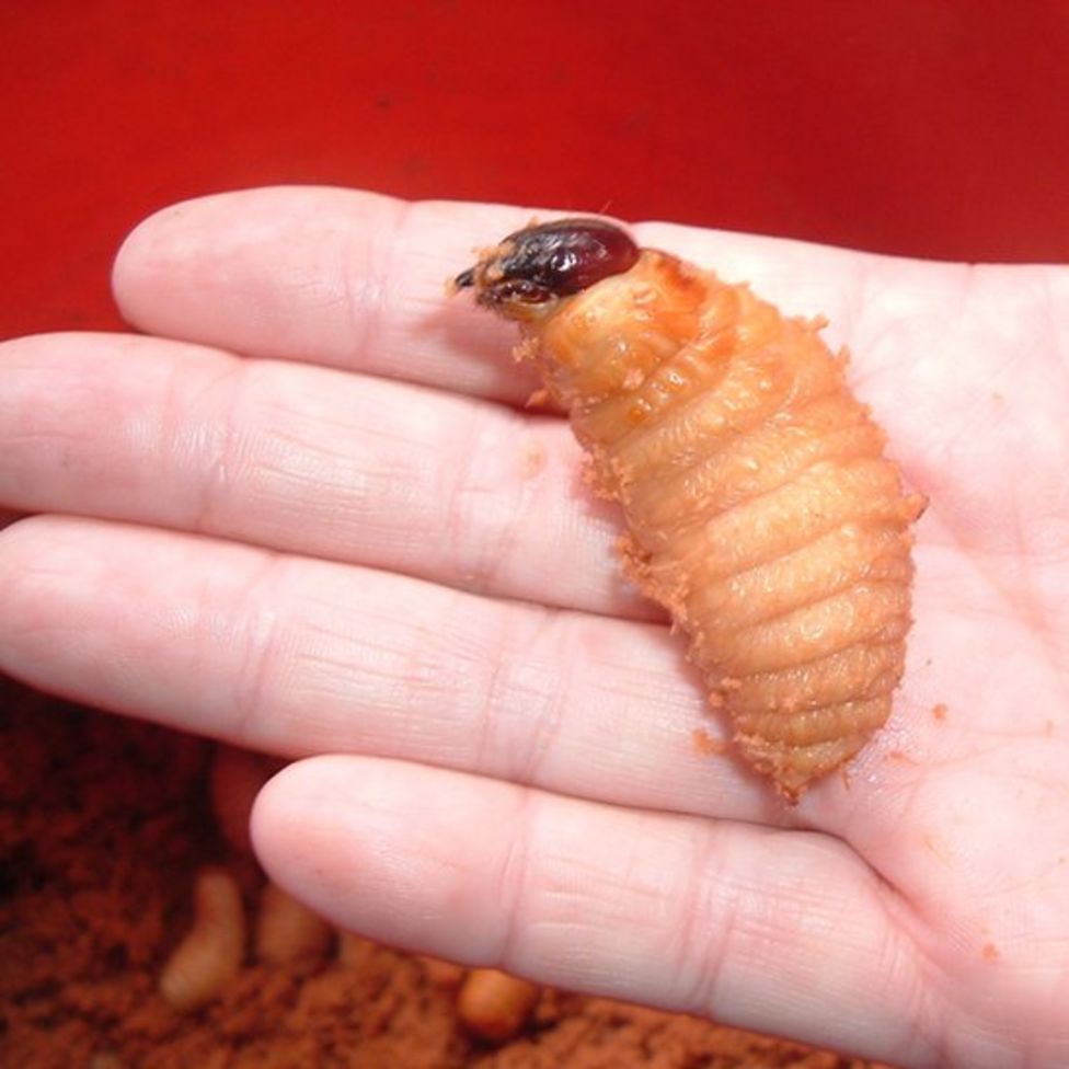 Your pictures: Grubby - BBC News