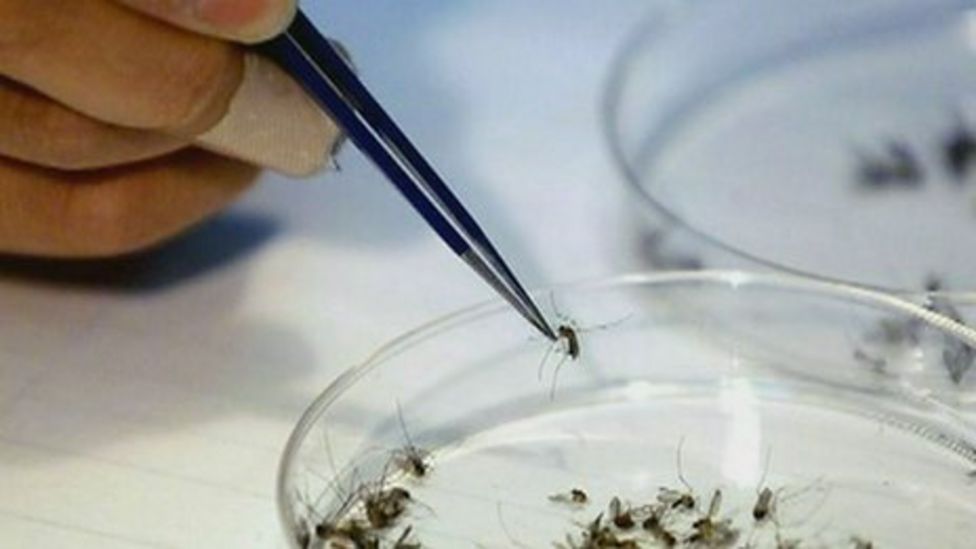 Glasgow scientists develop simple test for malaria in mosquitoes - BBC News