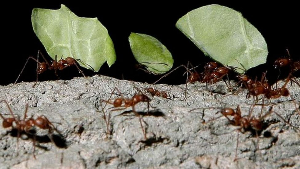 Ants remember their enemy's smells, say scientists - BBC Newsround