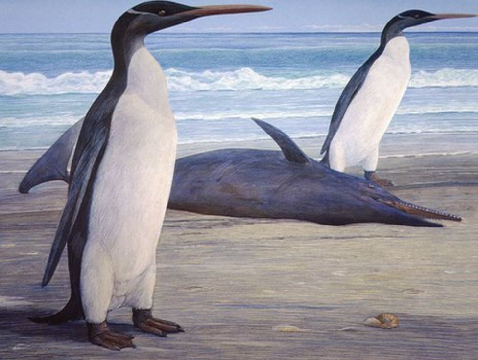 Big NZ fossil penguin reconstructed - BBC News