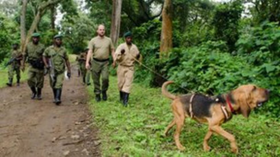 DR Congo employs dogs to tackle elephant poaching - BBC News