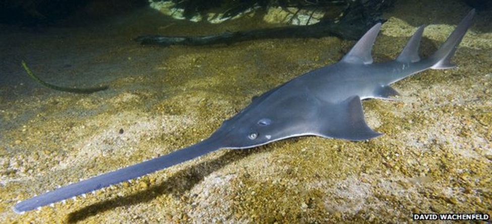 Sawfish snout senses, swipes and stabs - BBC News