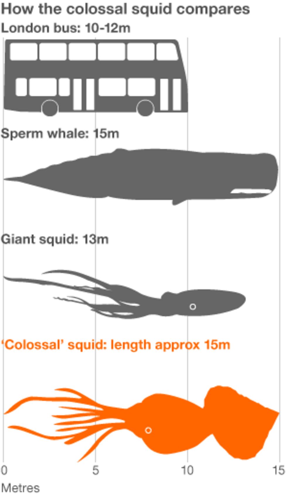Giant squid eyes are sperm whale defence - BBC News
