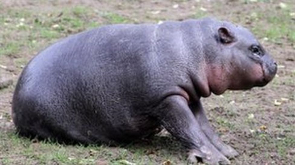 Baby pygmy hippo begins venturing outside at Edinburgh zoo - BBC News