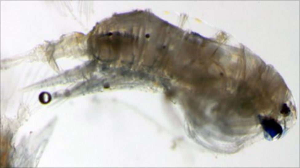 Drifting crustaceans could slow climate change - BBC News