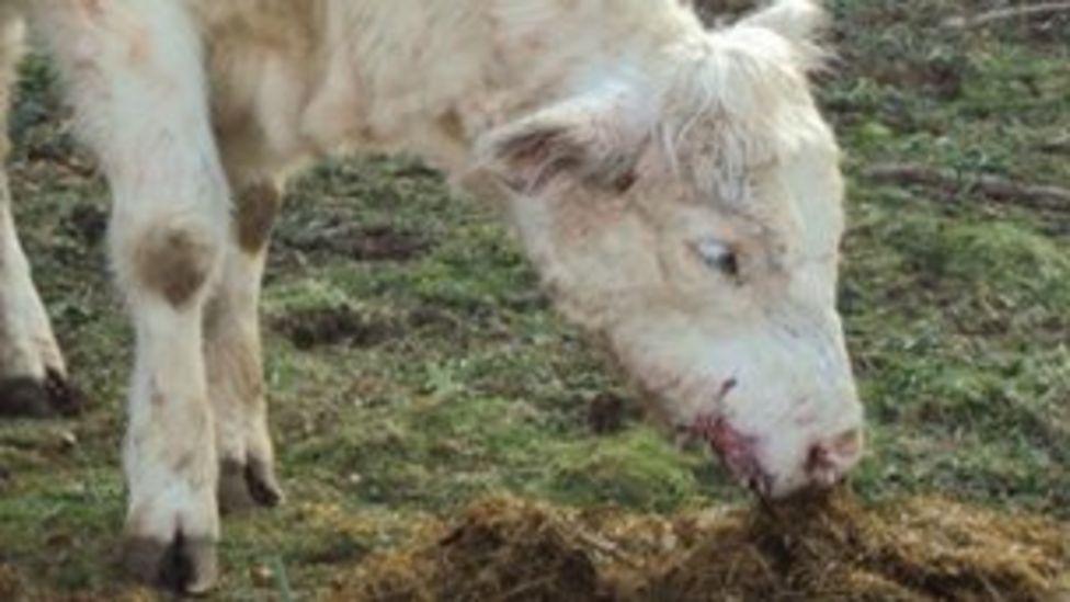 Trenow farmer shoots dead rare-breed cow attack dog - BBC News
