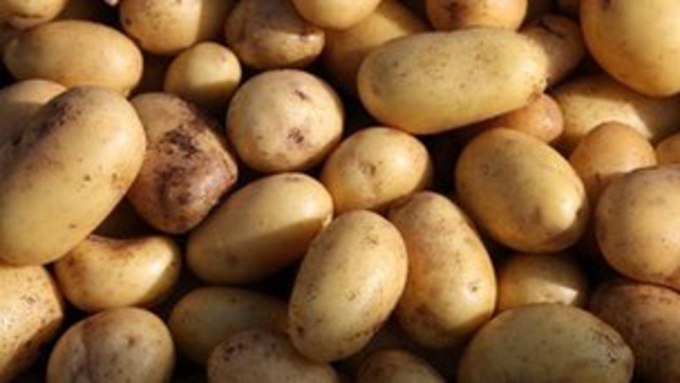 Irish plan to trial GM potatoes - BBC News