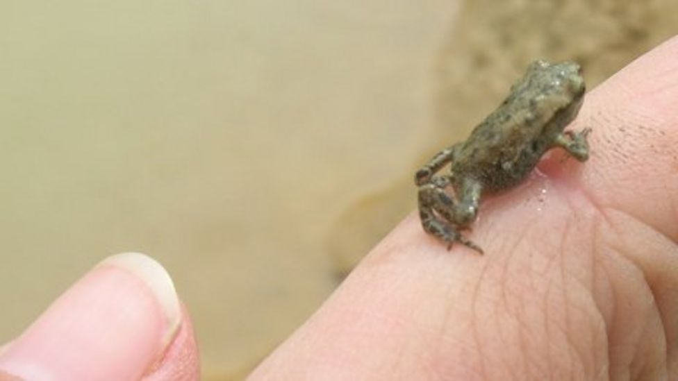 Jersey toad is unique species, say experts - BBC News