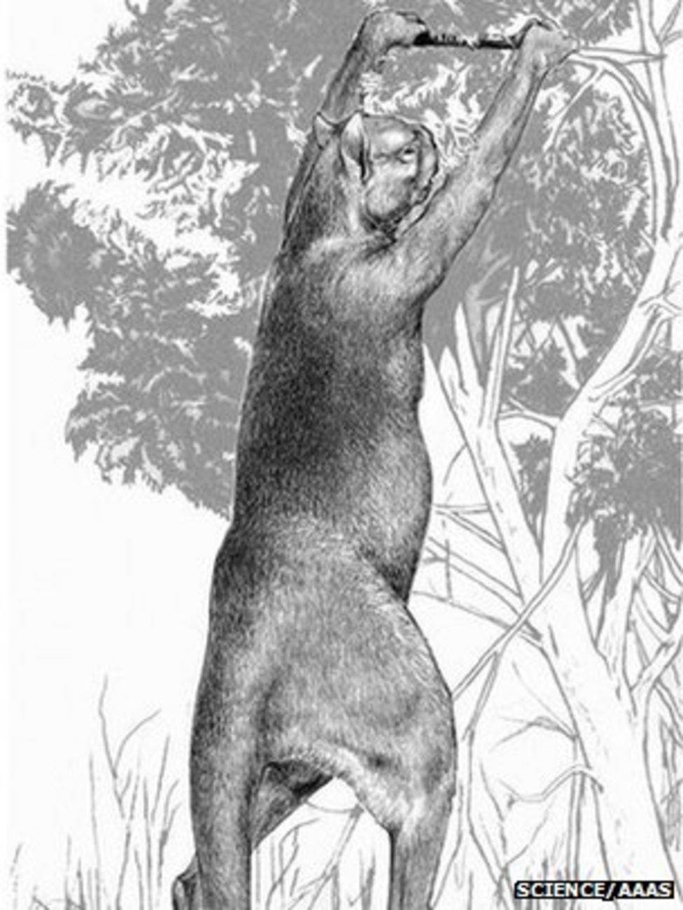 'Humans killed off Australia's giant beasts' - BBC News