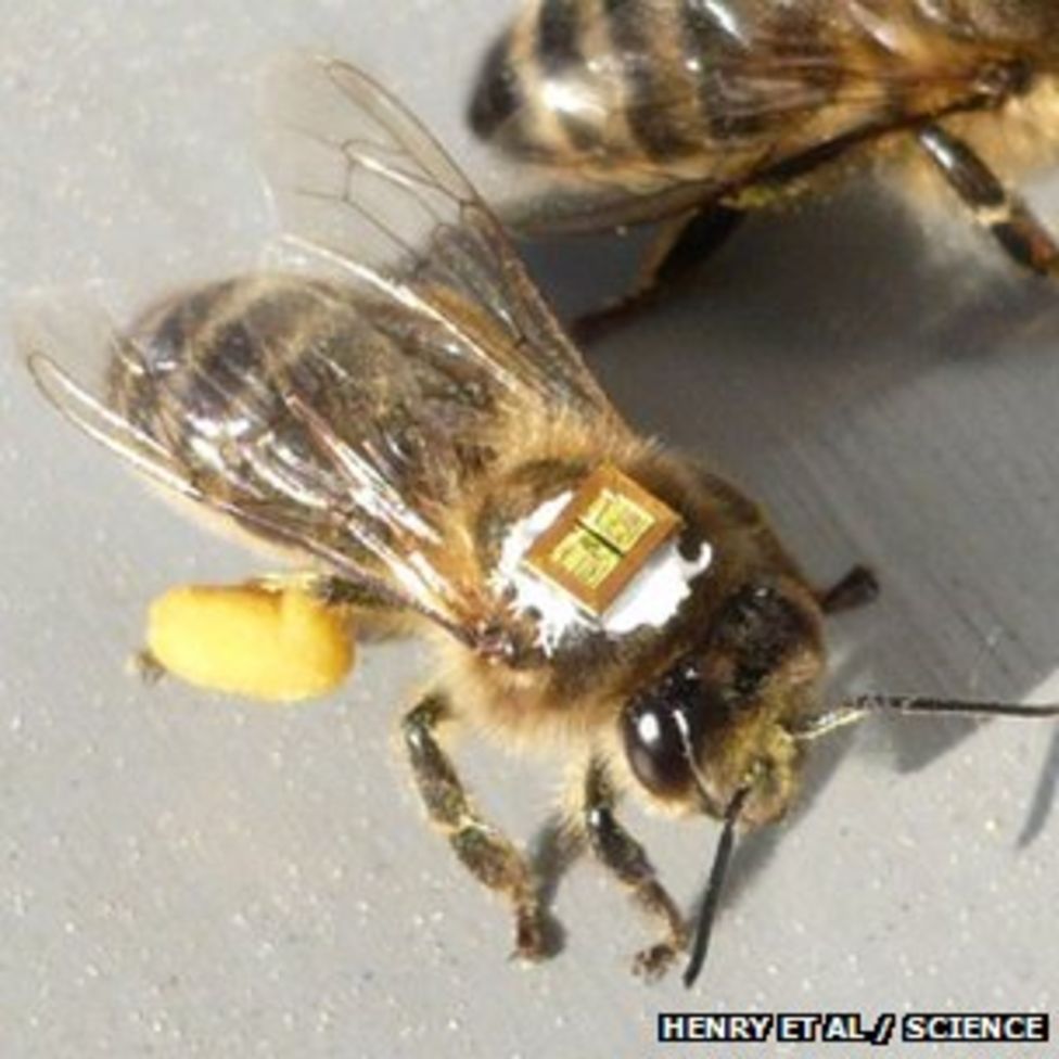 Pesticides hit queen bee numbers - BBC News